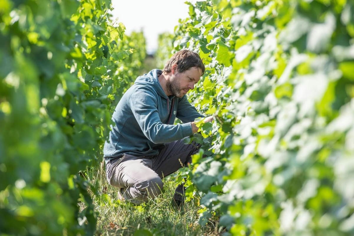 Discovery of A. Margaine Champagnes: Tradition and Innovation